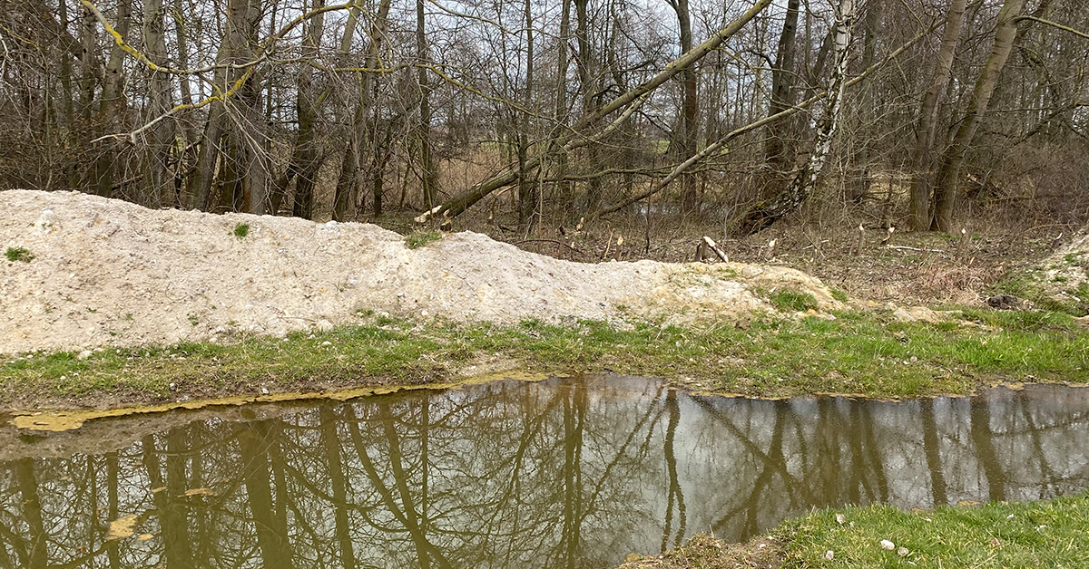 Renaturalizing Habitats: Mercer Torgau’s Vision | 2024 Sustainability ...